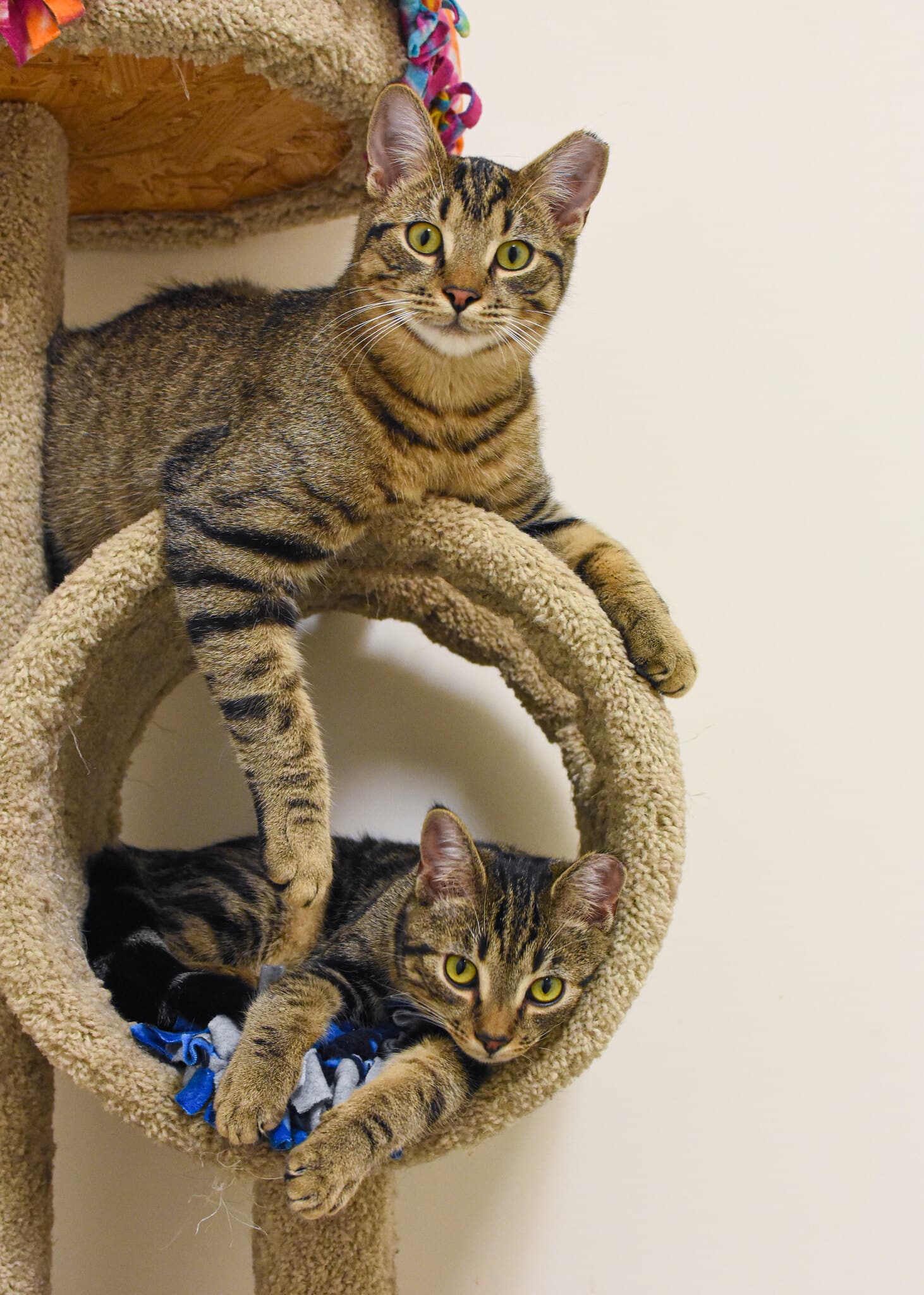 Gratuitous cat photos: Apex predator edition – Tabby's Place