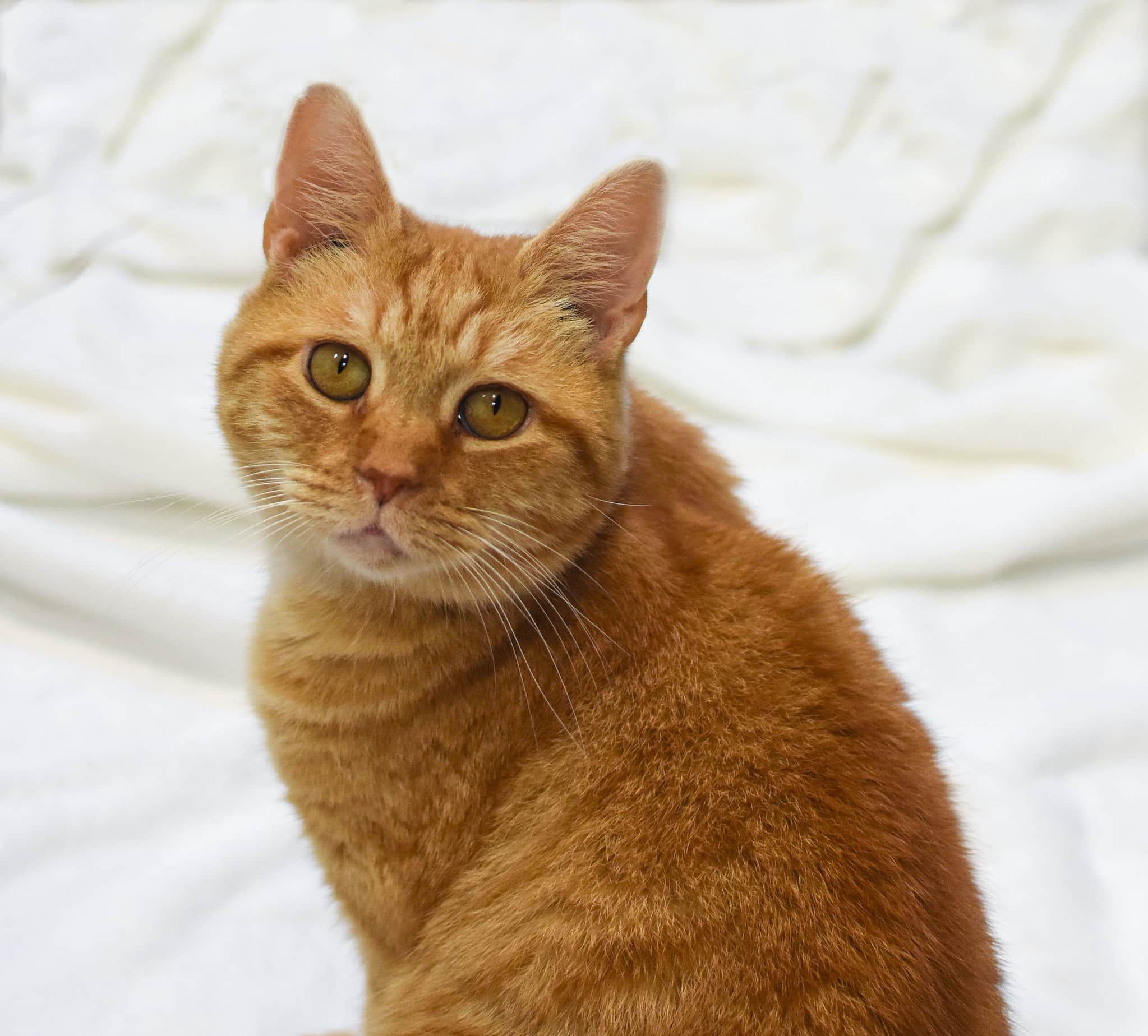 Stanley – Tabby's Place