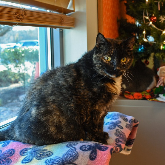 Forever loved: The Contessa, Consetta, Part I – Tabby's Place