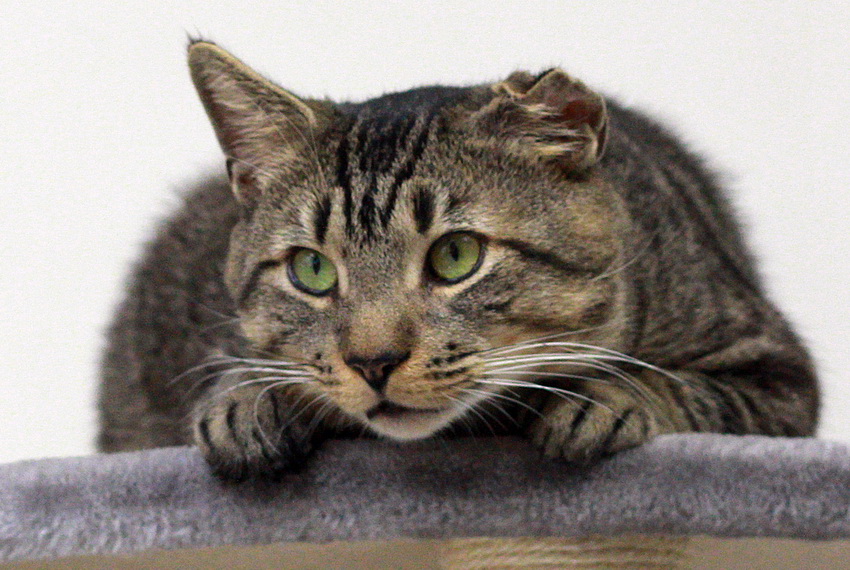 Forever loved: Crinkle Bob – Tabby's Place