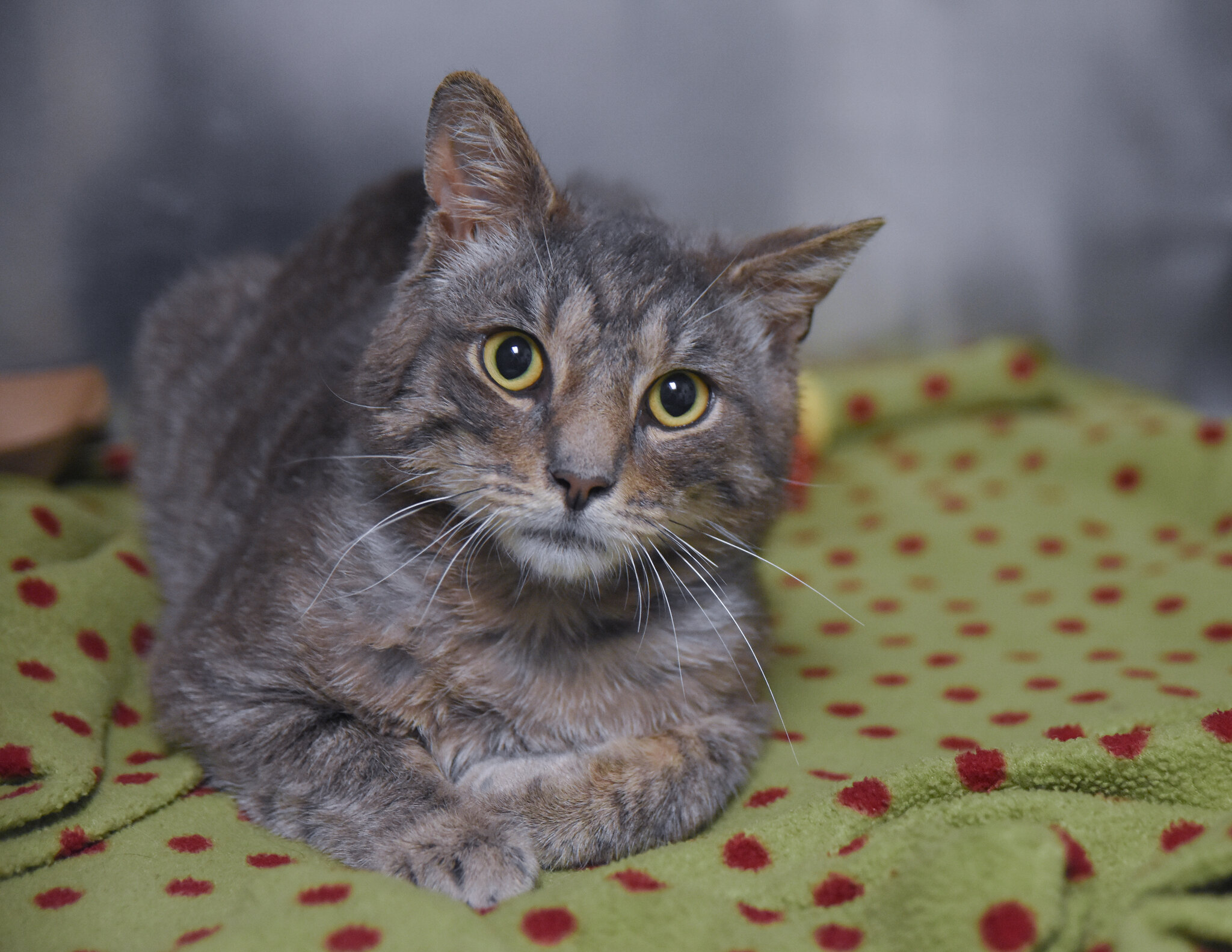 Wordle – Tabby's Place