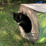 Update for Olive – Tabby's Place