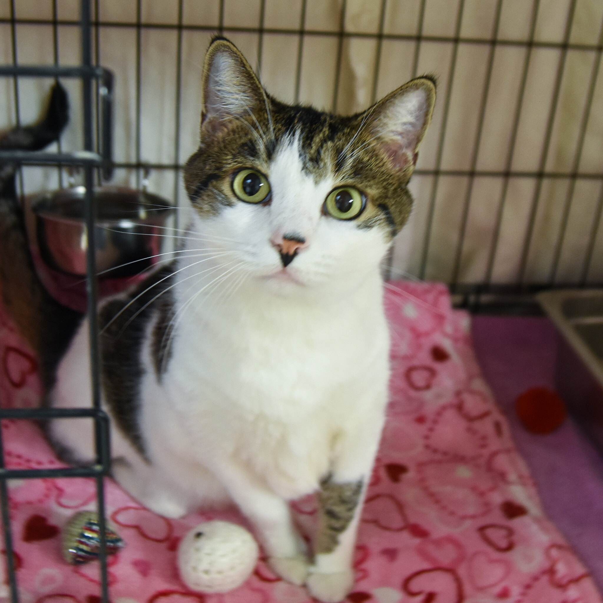 Sparkle – Tabby's Place