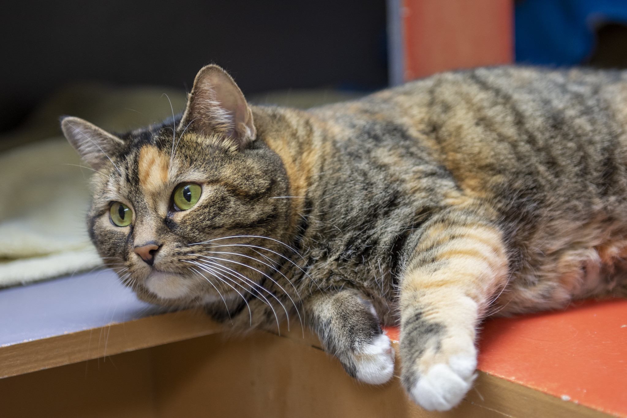 Alora – Tabby's Place