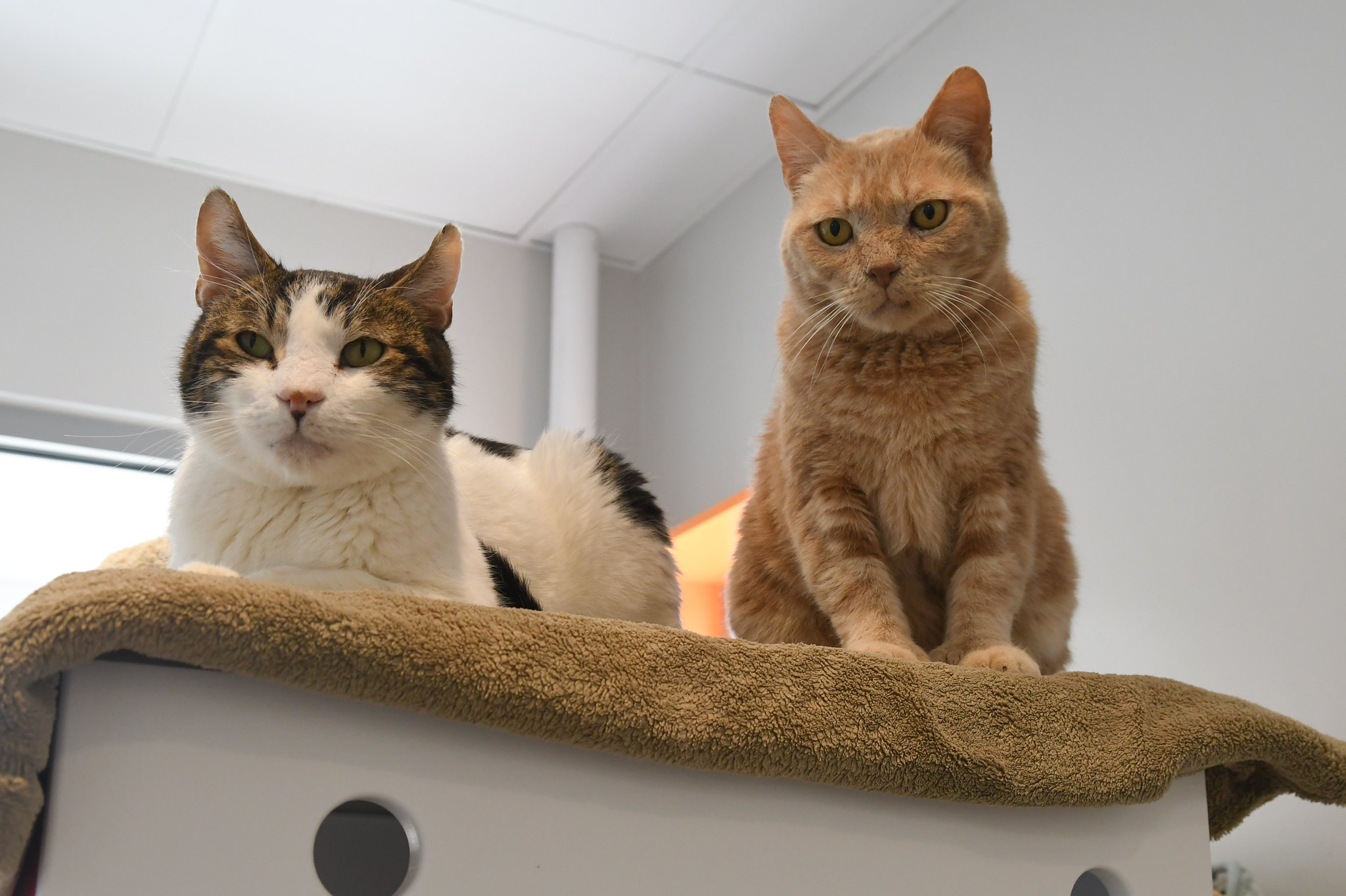 Update for Ponce de Leon – Tabby's Place