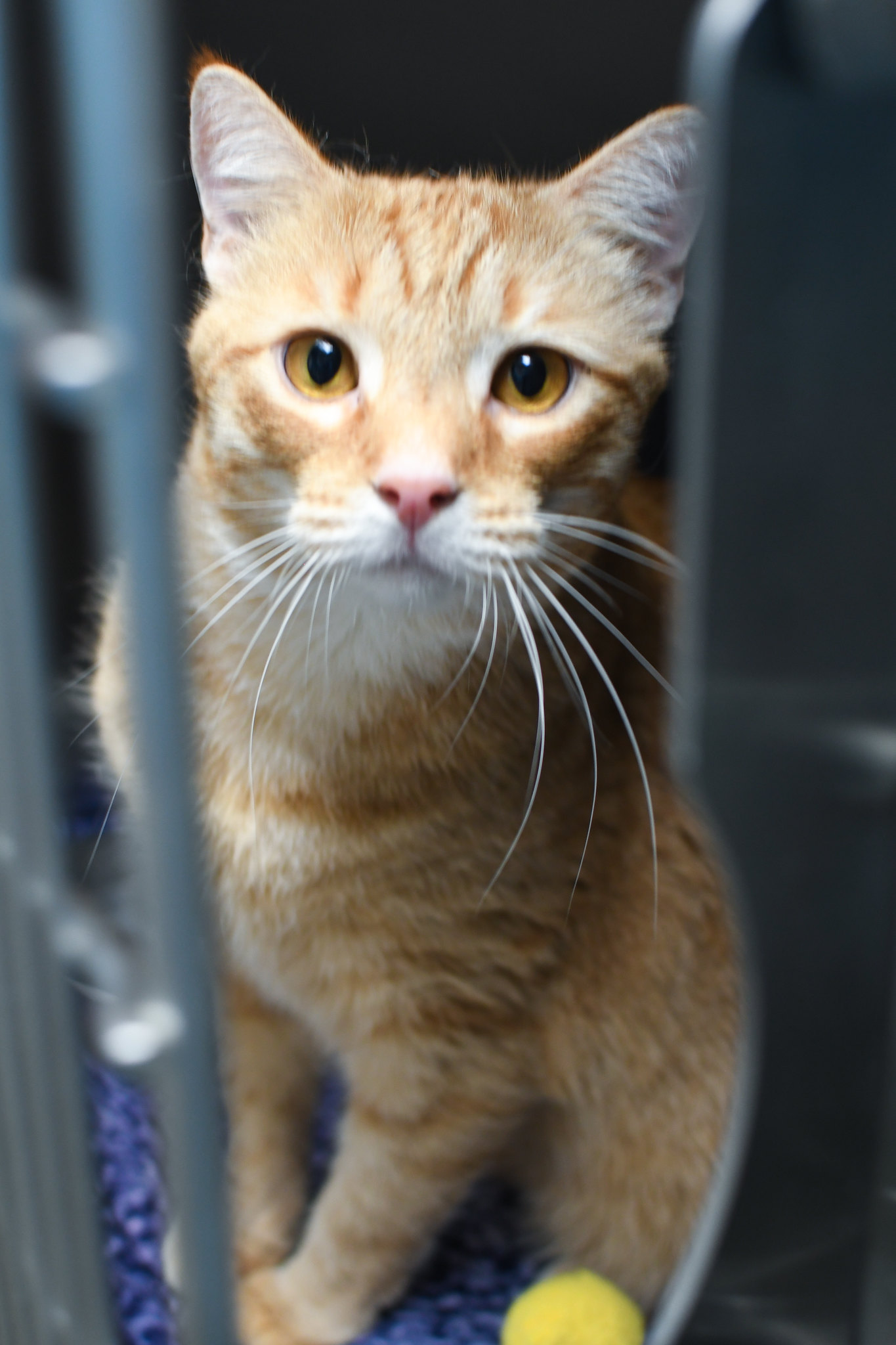 Nala – Tabby's Place