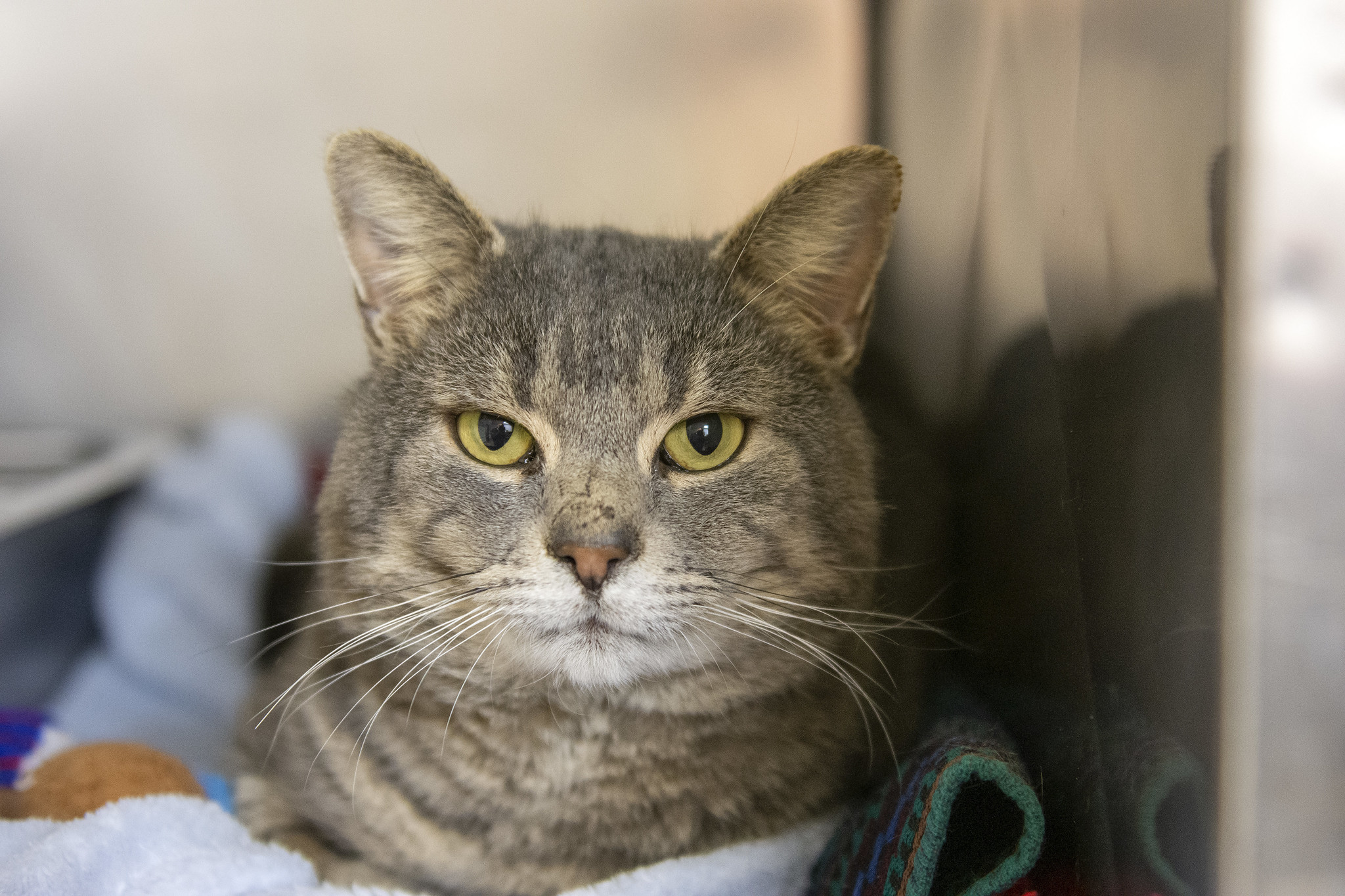 Where there’s a Wilson – Tabby's Place