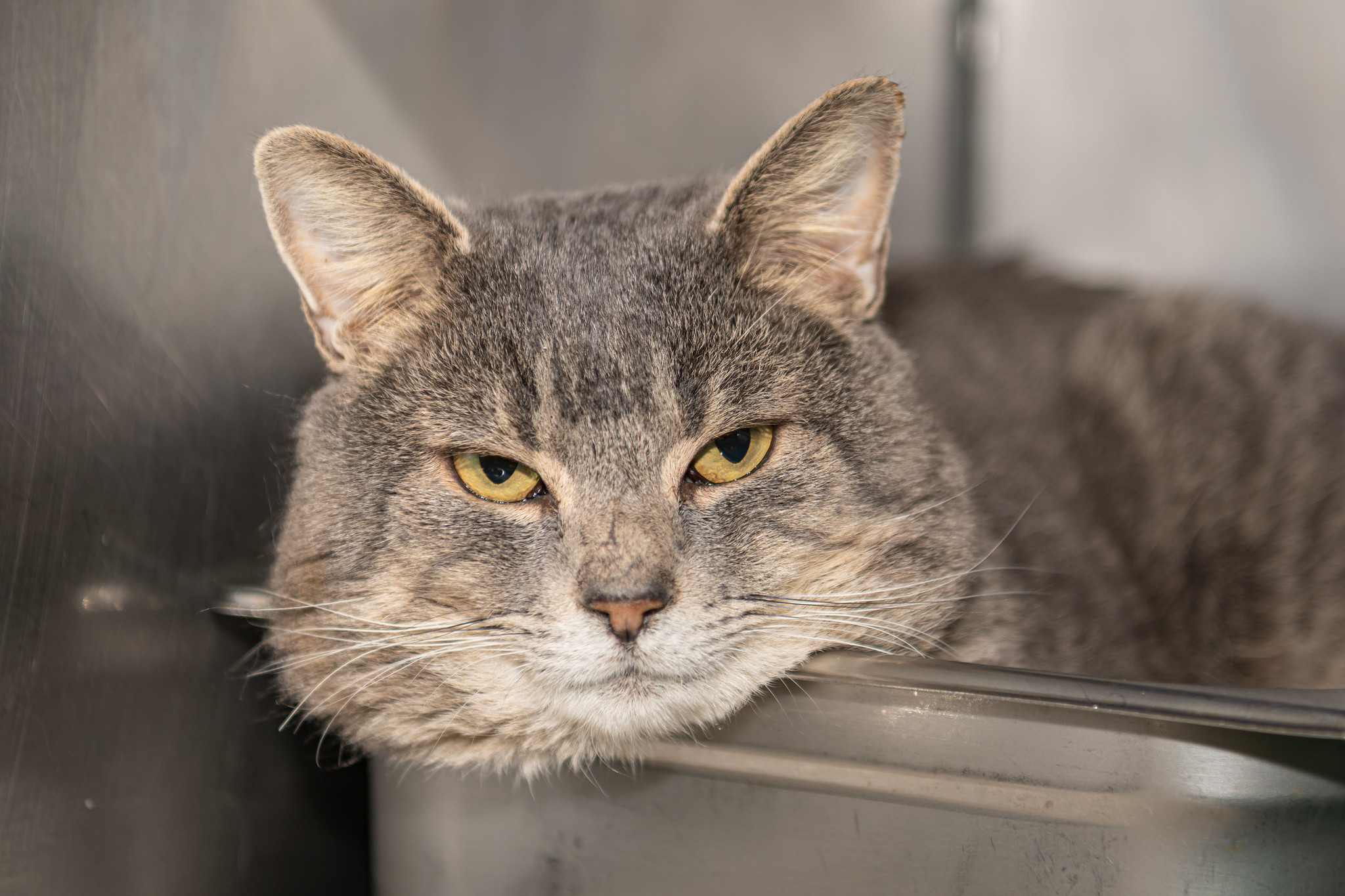 Where there’s a Wilson – Tabby's Place