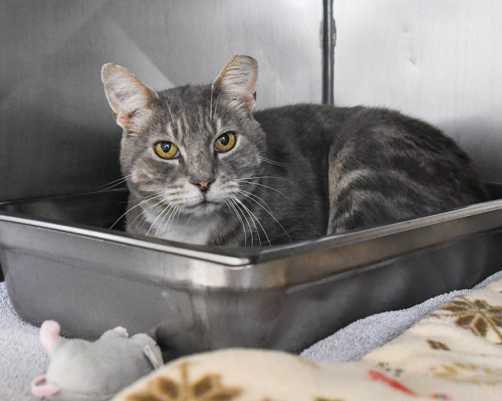 Wilson – Tabby's Place