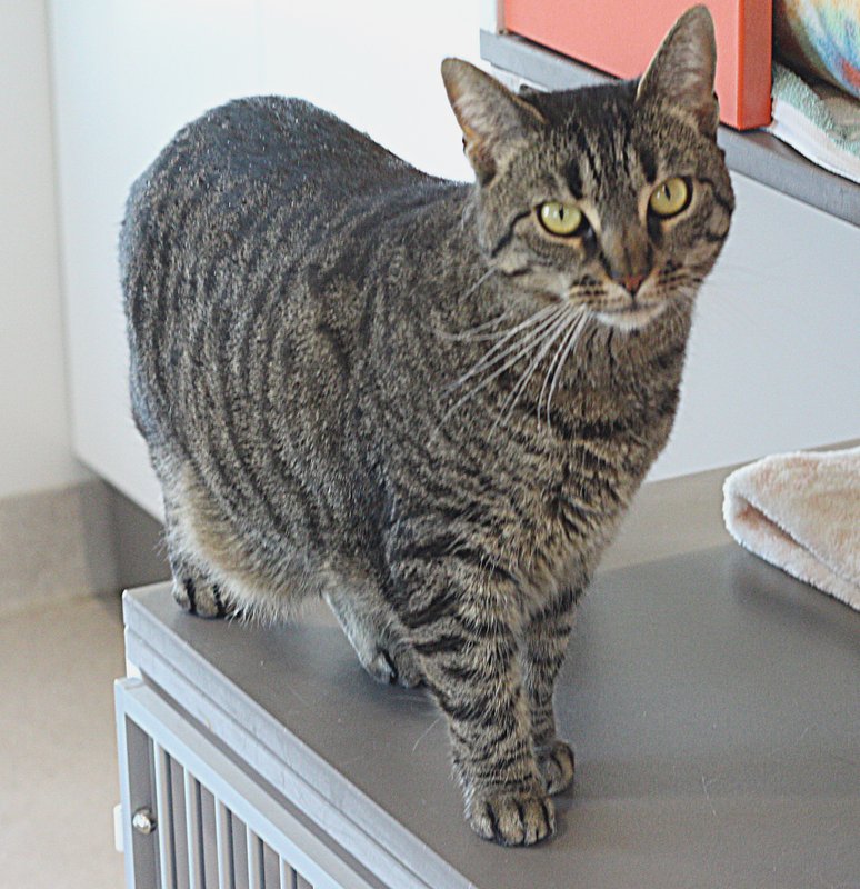 Reply Hazey, ask again later – Tabby's Place