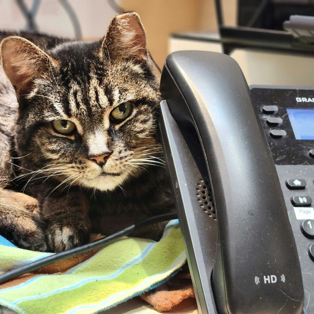 Update for Boobalah – Tabby's Place