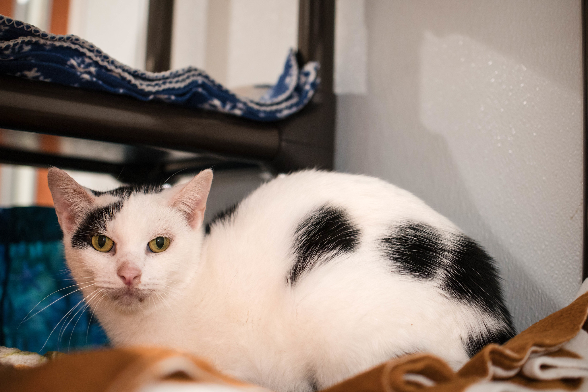 Hircine – Tabby's Place