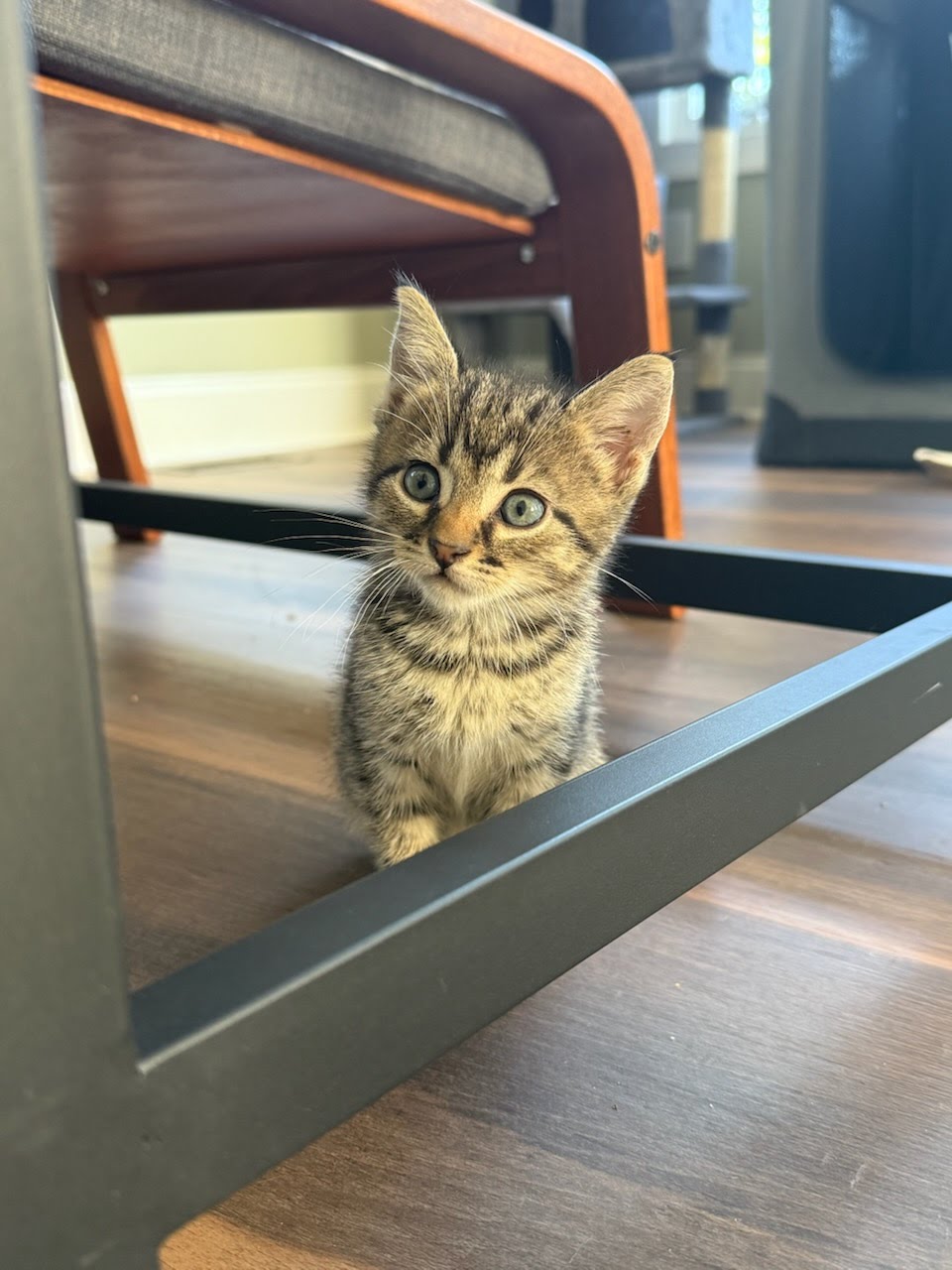 Fig – Tabby's Place