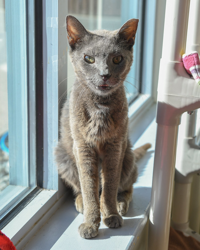 Update for the TNR Fund – Tabby's Place