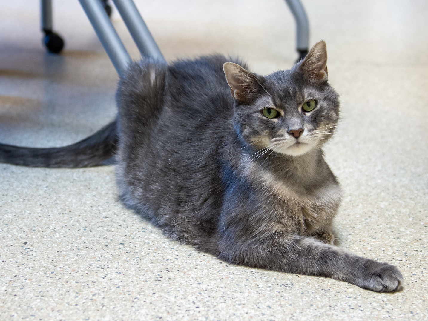 Ruby – Tabby's Place