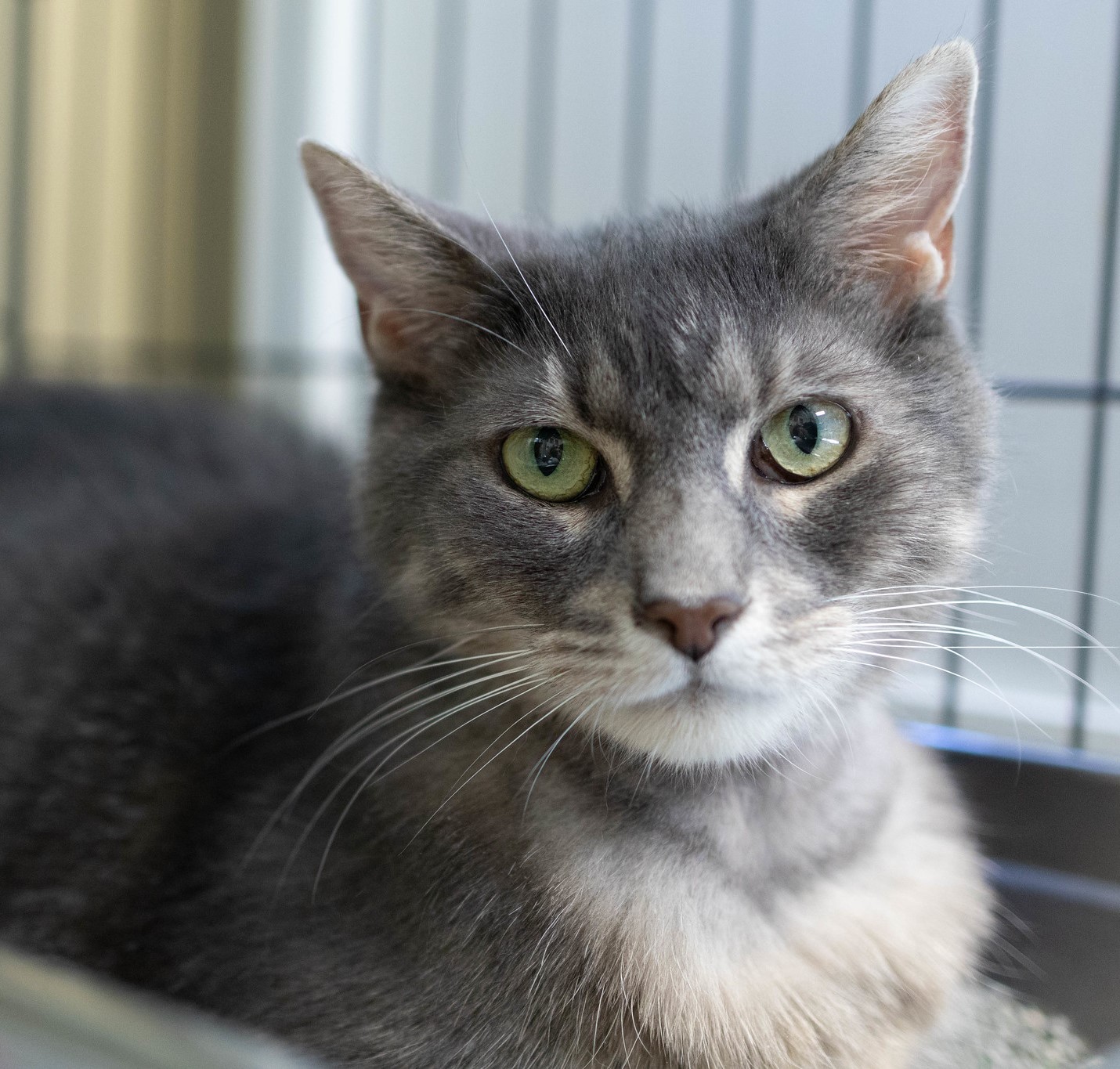 Ruby – Tabby's Place