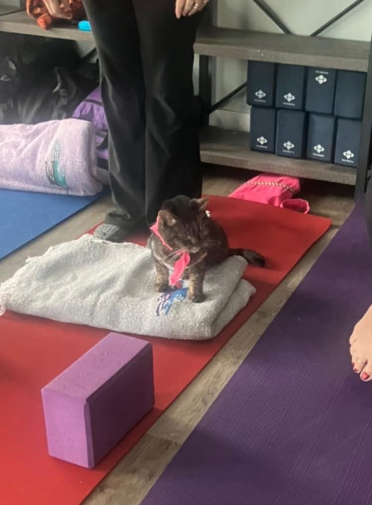 Update for Boobalah – Tabby's Place