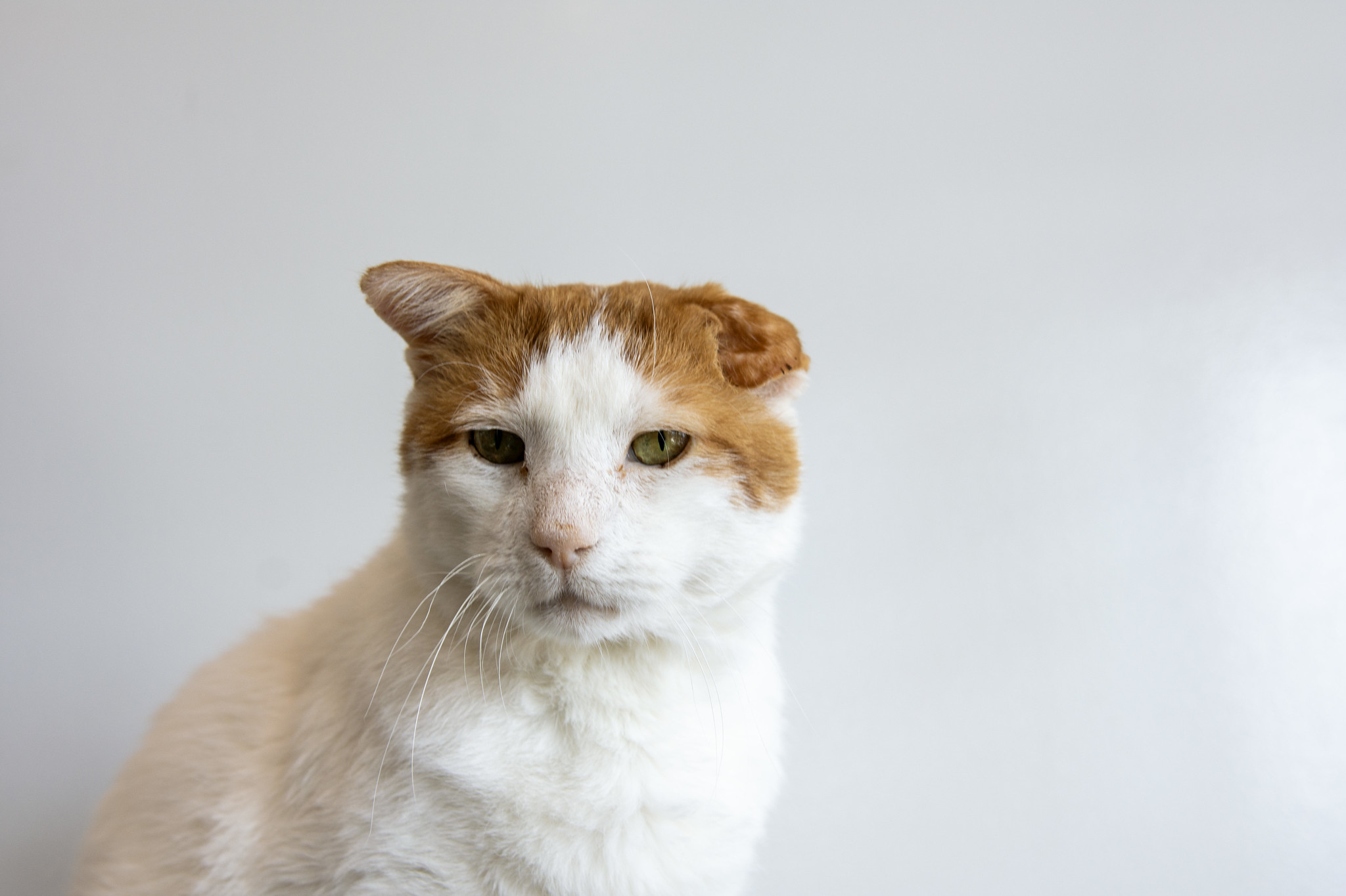 Dewie – Tabby's Place