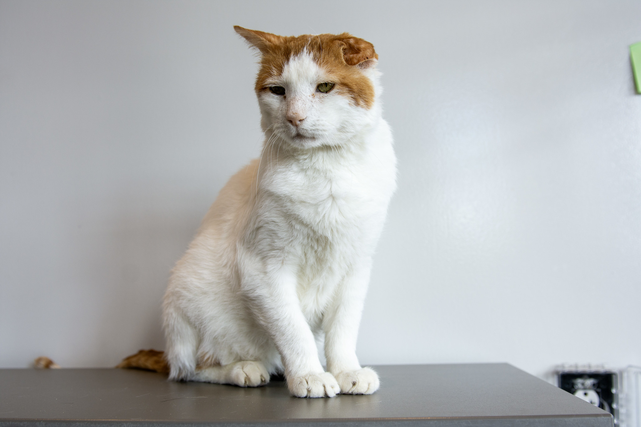 Dewie – Tabby's Place