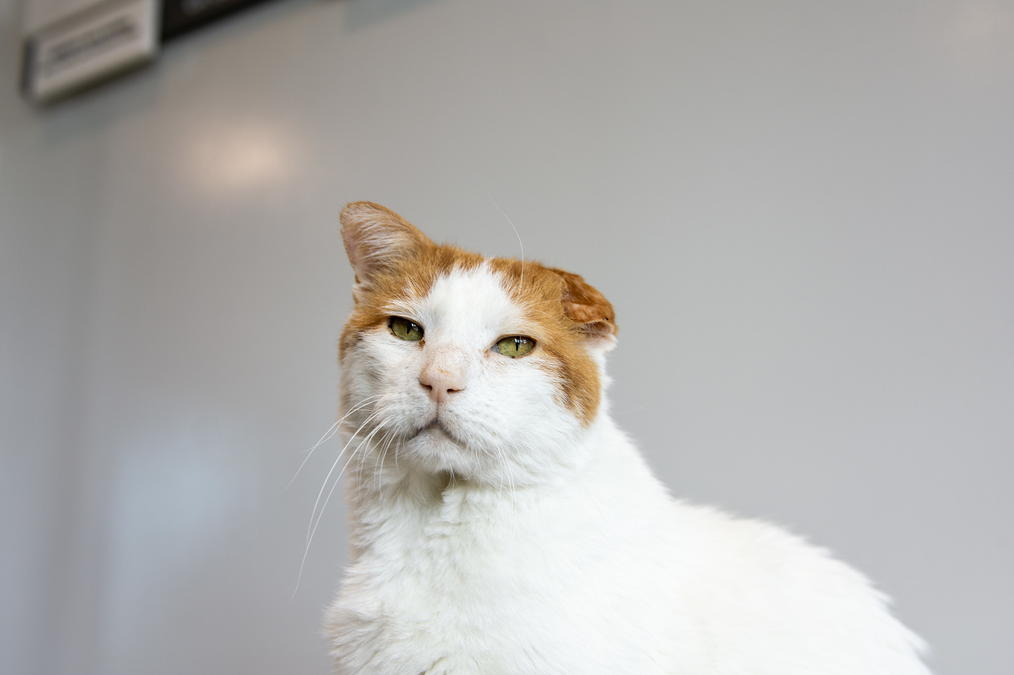 Dewie – Tabby's Place