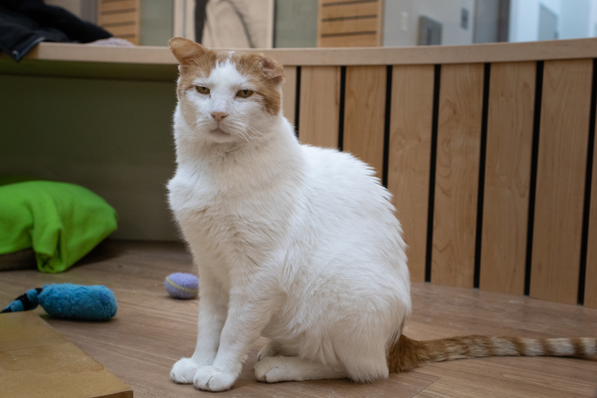 Dewie – Tabby's Place