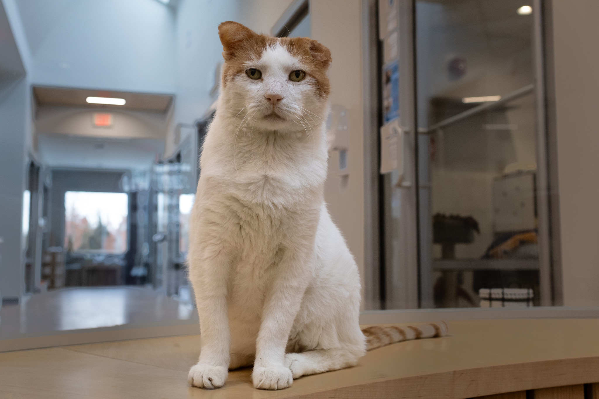 Dewie – Tabby's Place