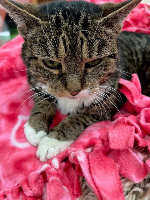 Update for Grecca – Tabby's Place